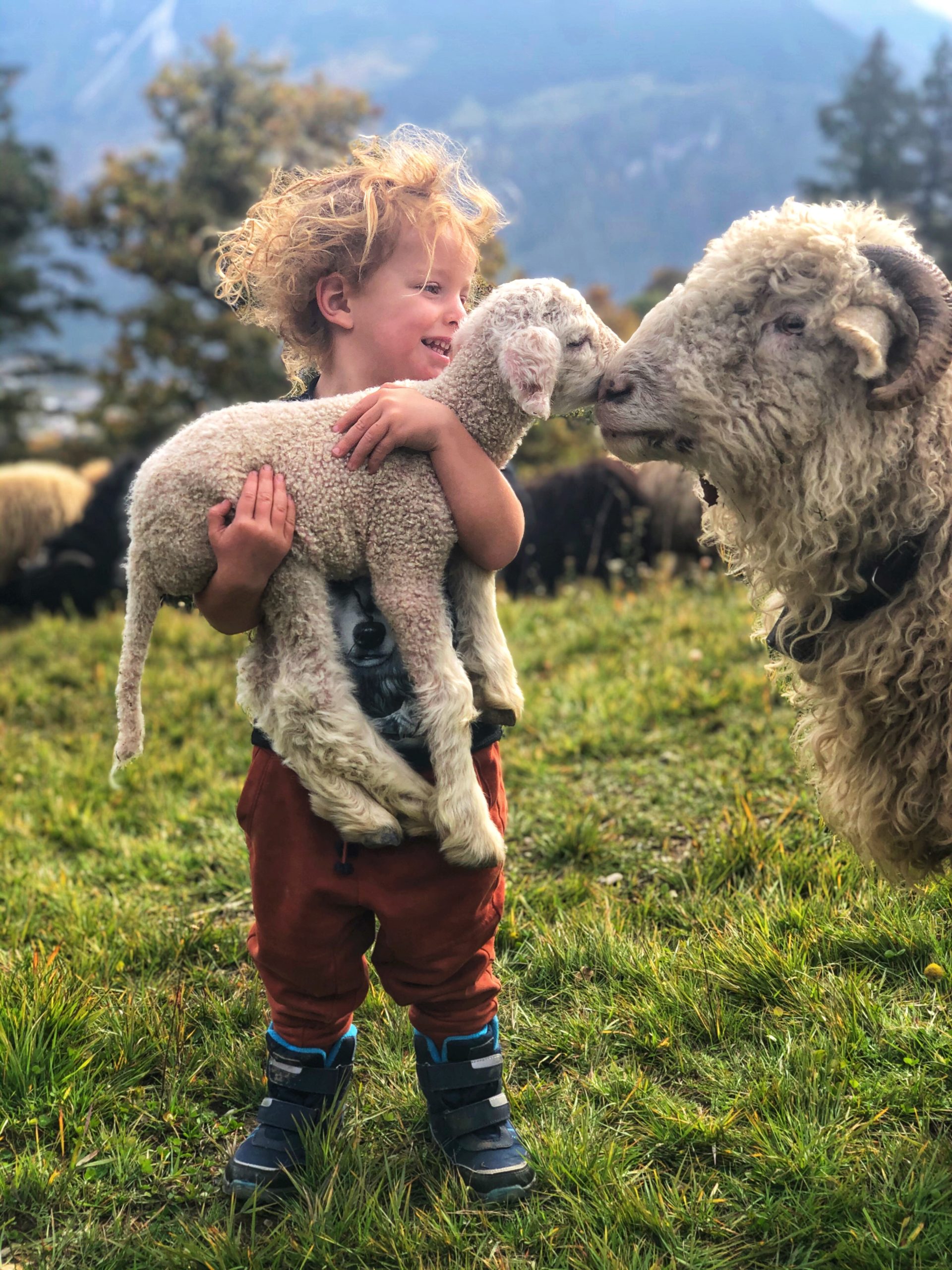 EdelAlp: parrainer un mouton ou une reine pour soutenir l'agriculture ...